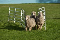 Sheep's Gate Stock Photos - Download 729 Images