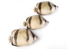 Three Tropical Fishes stock image. Image of environment - 3637823