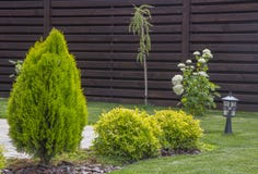 Landscaping With A Thuja Golden Stock Photo - Image of flora, plant ...