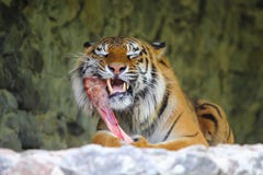Tiger And Meat Stock Illustration - Image: 43868299