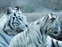 Silver Tiger Royalty Free Stock Image - Image: 11469456