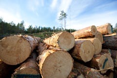 Natural Resources Wood Timber Stock Photo - Image: 20217722