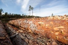 Natural Resources Wood Timber Stock Photo - Image: 20217722
