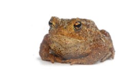 Angry Toad Stock Photos, Images, & Pictures - 114 Images