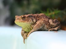 Angry Toad Stock Photos, Images, & Pictures - 114 Images
