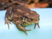 Angry Toad Stock Photos, Images, & Pictures - 114 Images