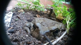 Raucous Toad stock photo. Image of garden, rangeri, amphibians - 36274390