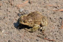 Animal Toad Skin Texture Stock Image - Image: 13331331