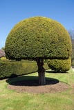 Topiary Tree Royalty Free Stock Photography - Image: 3328717