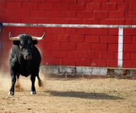 Toro Enojado Imagenes de archivo - Imagen: 38378574