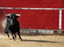 Toro Bravo stock photo. Image of spanish, salamanca, horn - 2490574