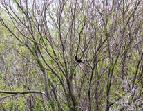 Winged Elm Tree Branch And Leaves Detail Stock Image - Image of ...