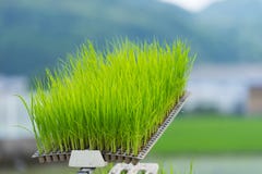 Rice Seedling In Tray And Plants Stock Image - Image of leaf, cultivate ...