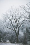 Frost Covered Tree stock image. Image of froze, bitterly - 1826477