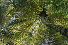 New Zealand Fern Koru Royalty Free Stock Photography - Image: 30073037