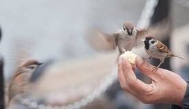 Tree Sparrow Bird Eating Bread Stock Photo - Image: 55193530