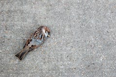 Sparrow With Injured Wing - At The Crossroads Stock Photography - Image ...