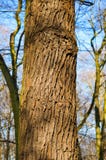 Tree stem stock image. Image of bark, tree, natural, stem - 43174213