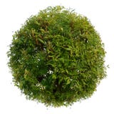 Top View Of Trees Stock Photo - Image: 41153804