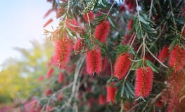 Callistemon Flowers Stock Images - Image: 19417494