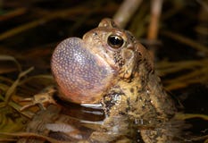 6+ Bumps frog Free Stock Photos - StockFreeImages