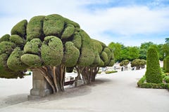 Cypress Tree In Retiro Park In Madrid, Spain Stock Photo - Image of ...