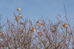 Groep Mussen op Takken stock afbeelding. Afbeelding bestaande uit ...