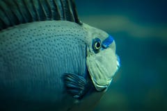 Tropical fish stock photo. Image of coral, tropical, color - 54892