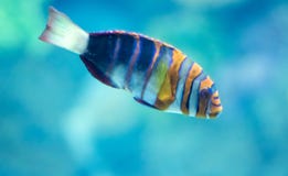 Blue Stripes Tropical Fish Royalty Free Stock Photo - Image: 2285045