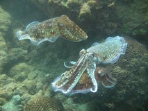 Fish : Titan Triggerfish stock image. Image of titano - 4680375