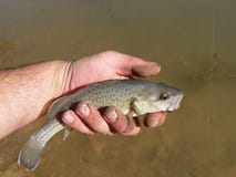 Trout Fish Royalty Free Stock Photography - Image: 13897057