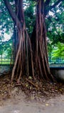 Very Big Banyan Tree In The Jungle., Tree Of Life, Amazing Banya Stock ...