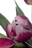 Tulip Close-up Stock Photography - Image: 6000102