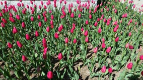 Tulips in Washington DC stock image. Image of bloom, purple - 24285615