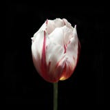 Tulip Row Stock Photography - Image: 9265052