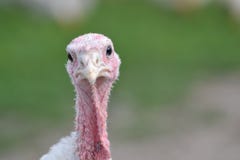 Funny Turkey Stock Images - Download 2,523 Royalty Free Photos