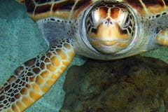 Hawksbill Turtle Stock Images - Image: 256714