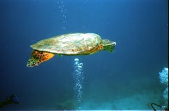 Turtle stock image. Image of corals, nikonos, scuba, dive - 3864601