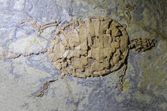 Turtle Fossil stock image. Image of strong, stone, skull - 2708827