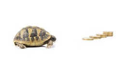 Turtle with money stock image. Image of stack, slow, isolated - 16305567