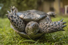 Turtle Upside Down Stock Photos, Images, & Pictures - 56 Images