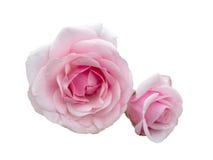 Two beautiful pink roses stock image. Image of valentines - 10066499