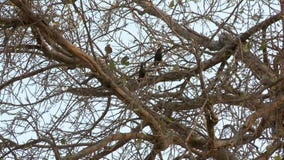 Birds Flying Away From The Tree Stock Footage - Video of animals, group ...