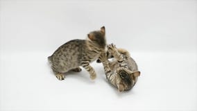 Two Cats Fight Each Other On A White Background,slow Motion Stock ...