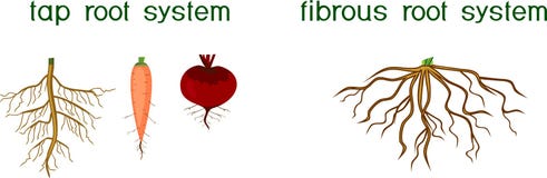 Taproot Clipart And Illustrations