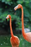 Two Beautiful Flamingos In Love Royalty Free Stock Photography - Image ...