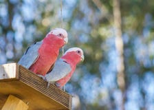 Galahs stock image. Image of bill, pair, western, birdlife - 22384805