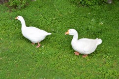Two geese walking on grass stock image. Image of animal - 46028595