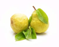Ripe Green Pears stock photo. Image of fresh, green, stalks - 6930140