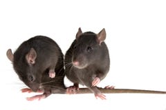 Two rats stock photo. Image of brown, pair, domestic, couple - 3551328